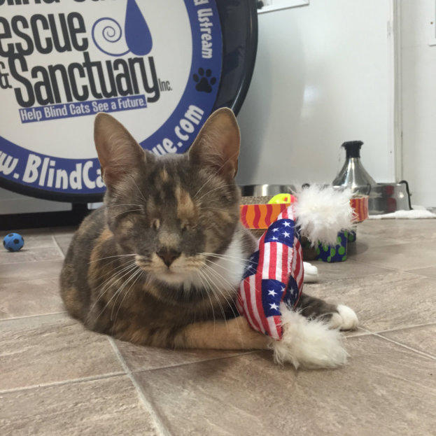 Blind Cat Rescue Charity