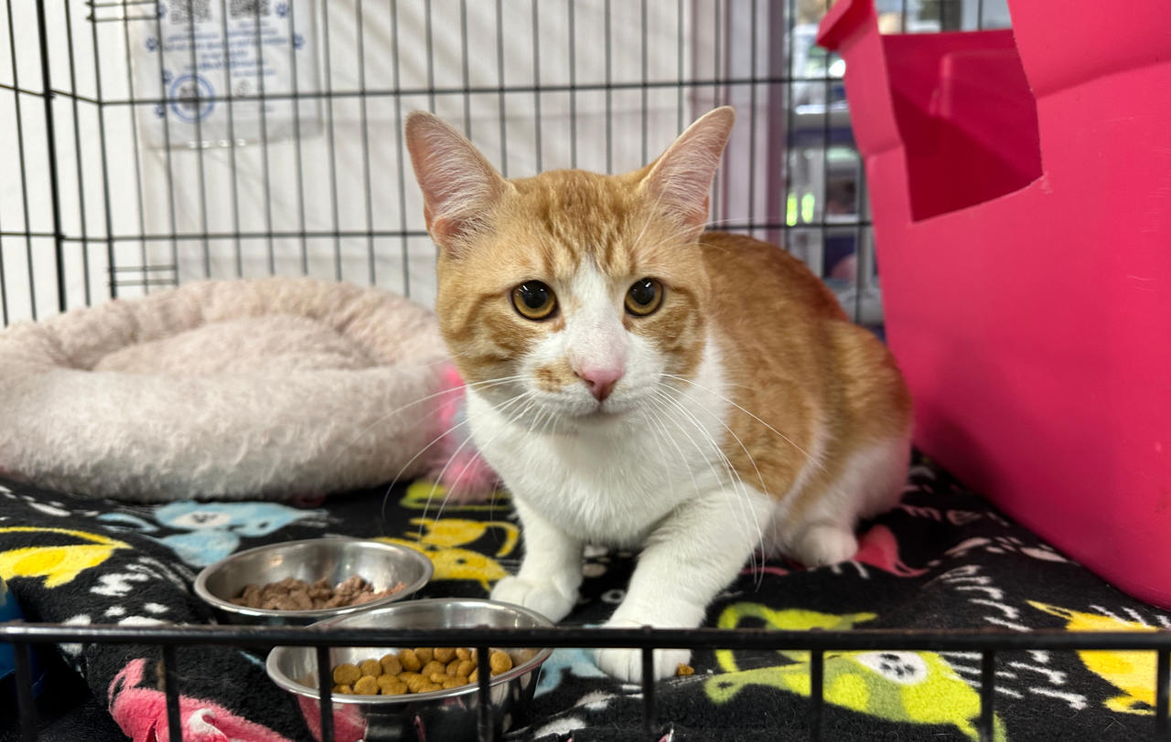 Blind Cat Rescue is a life time care sanctuary for blind, FIV ...