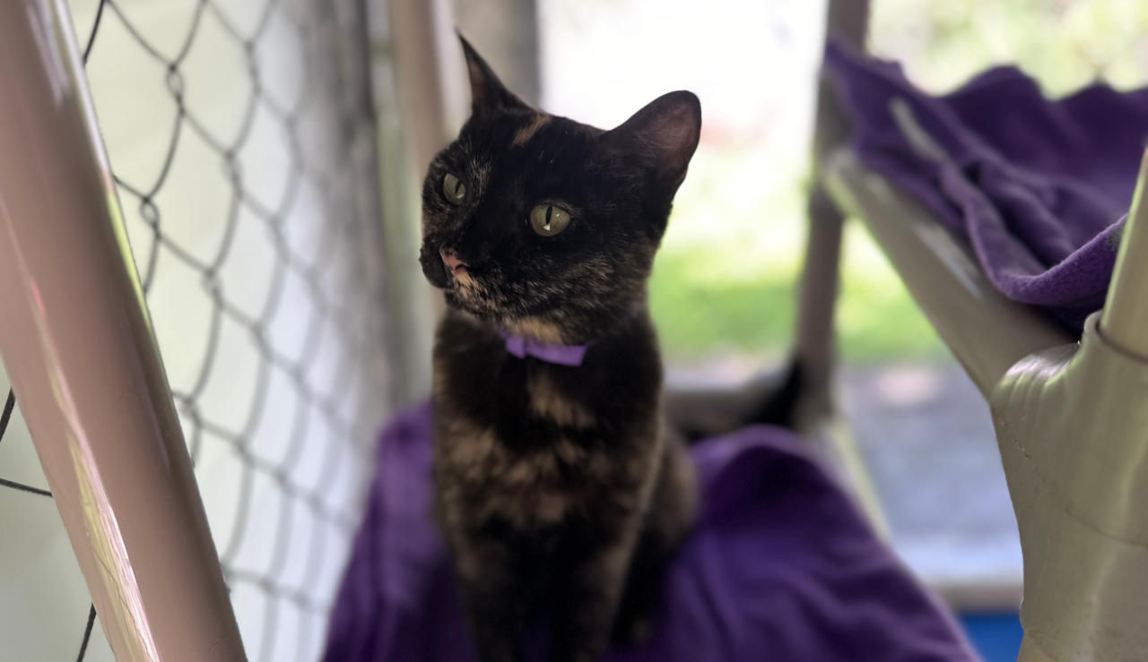 Blind Cat Rescue is a life time care sanctuary for blind, FIV ...